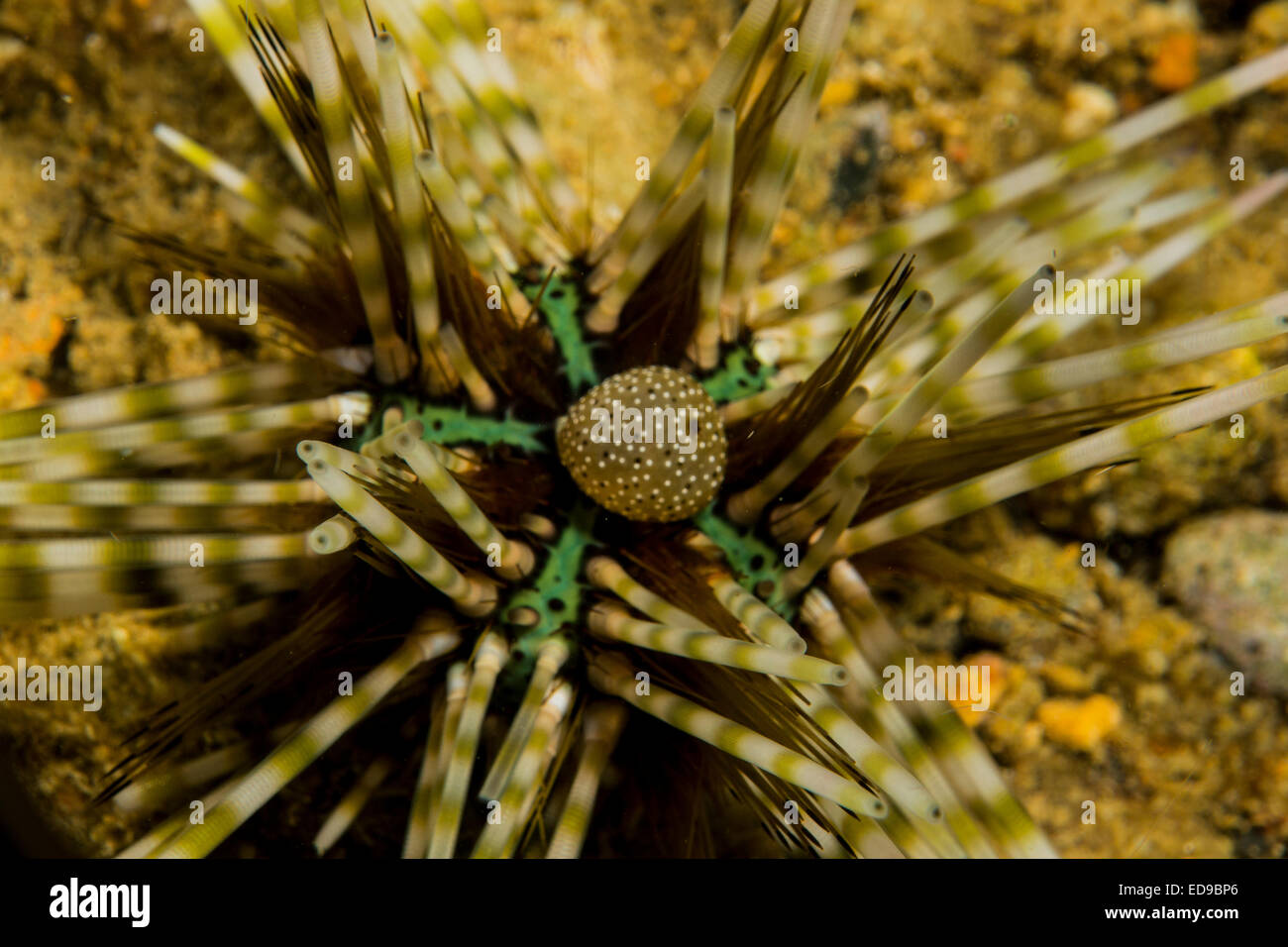 Anilao, Philippines, underwater, scuba, diving, ocean, sea, coral reef ...