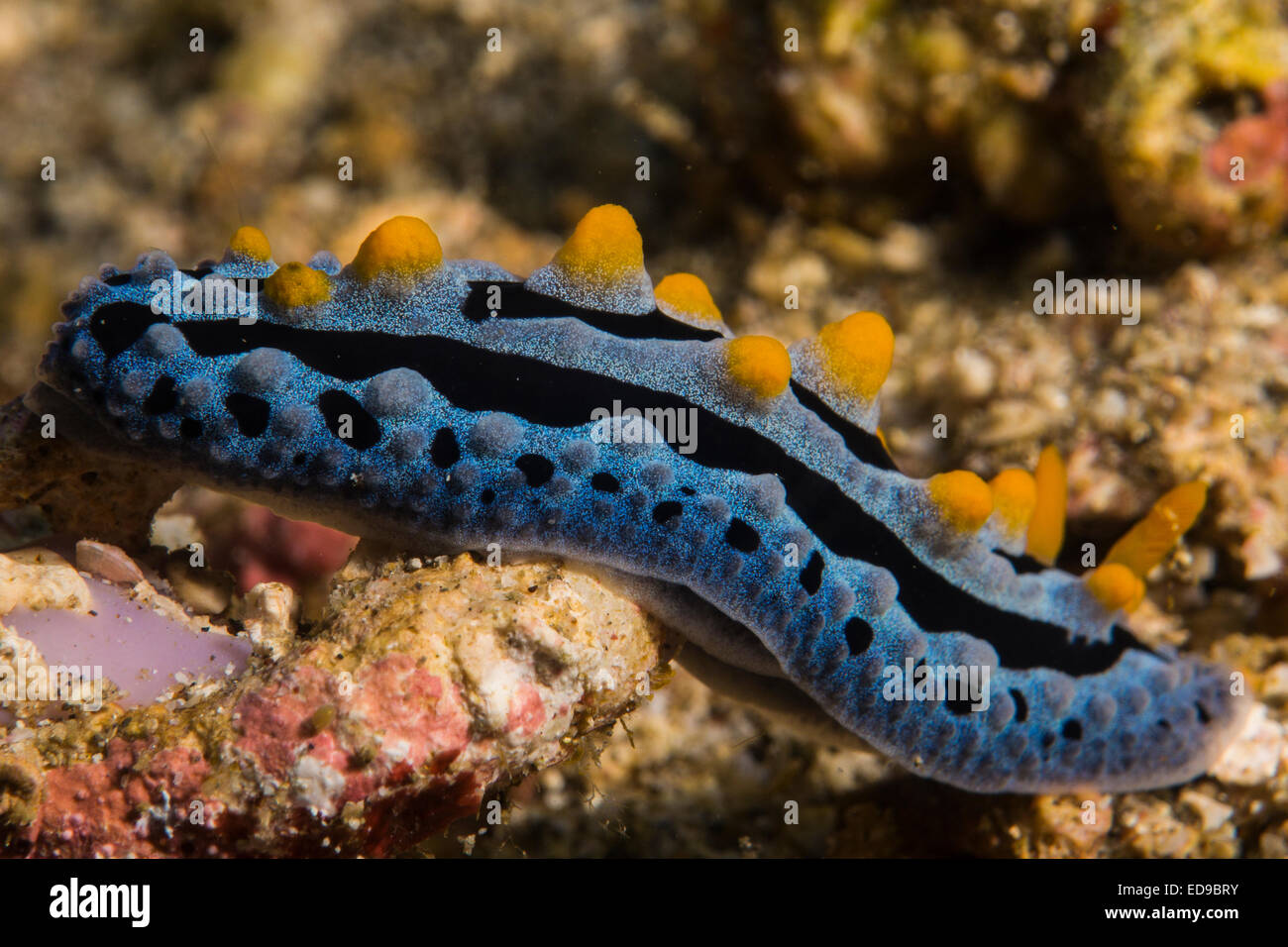 Anilao, Philippines, underwater, coral reef, nudibranch, marine life ...