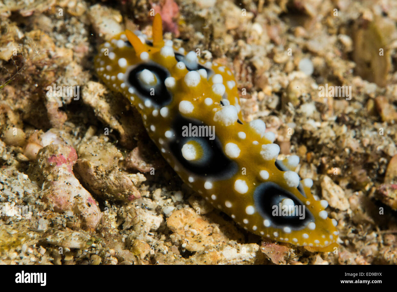 Anilao, Philippines, underwater, nudibranch, coral reef, marine life ...
