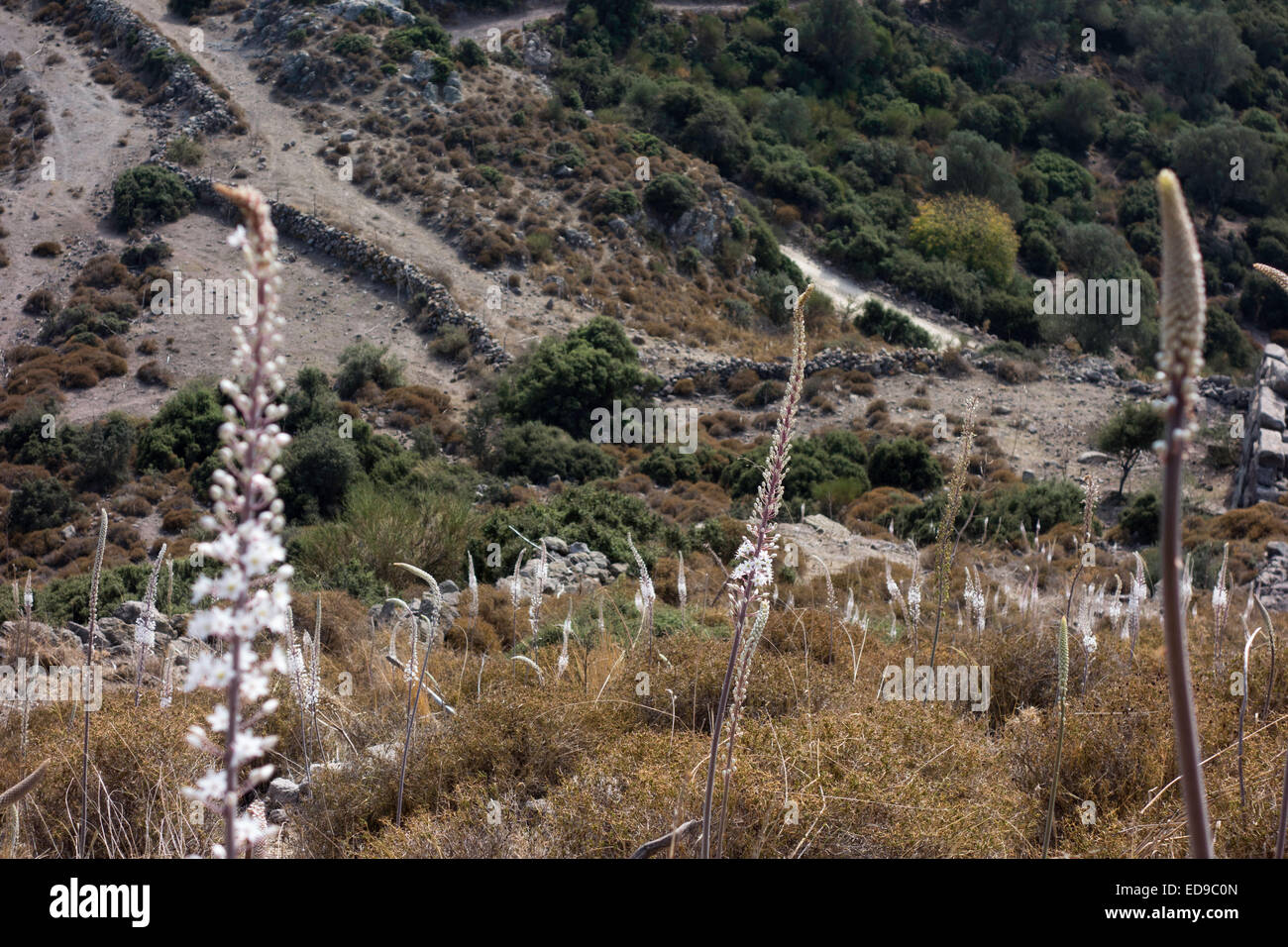 Squill plants near Bodrum, Turkey Stock Photo - Alamy