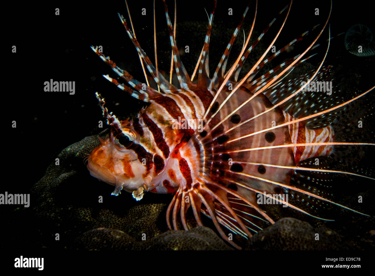 Anilao, Philippines, underwater, coral reef, sea life, marine life ...