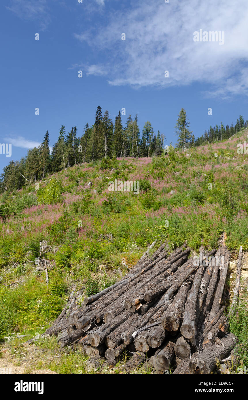 Environment of canada hi-res stock photography and images - Alamy