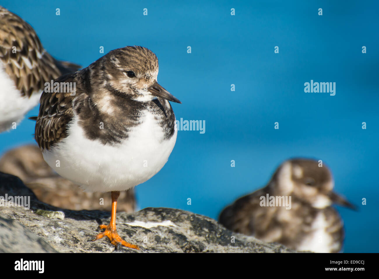 Turnstone plumage hi-res stock photography and images - Alamy