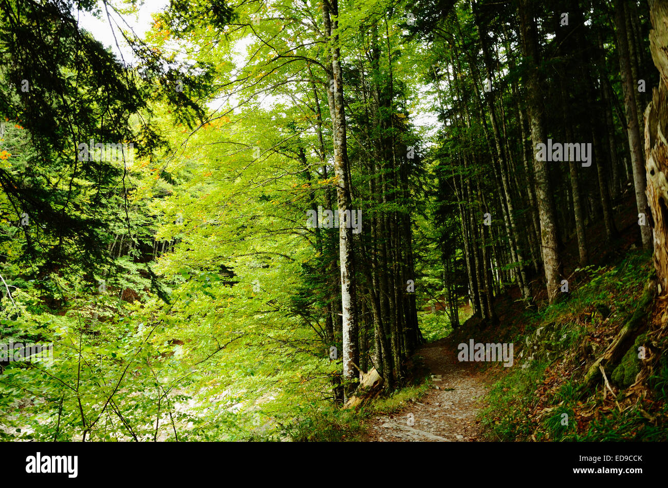 Jungle irati hi-res stock photography and images - Alamy