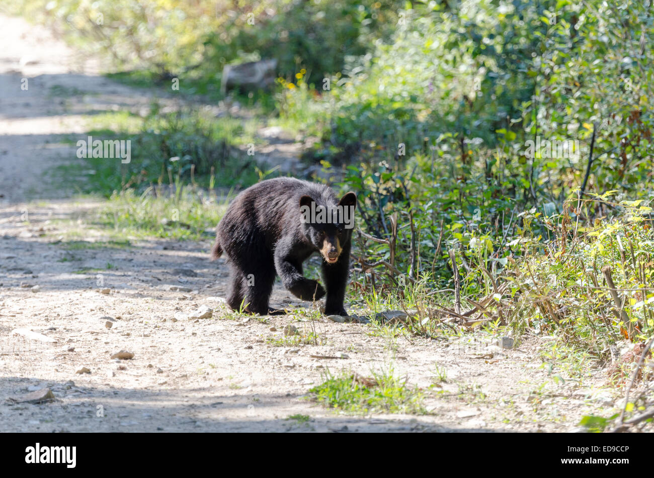 Blue bear cub hi-res stock photography and images - Alamy