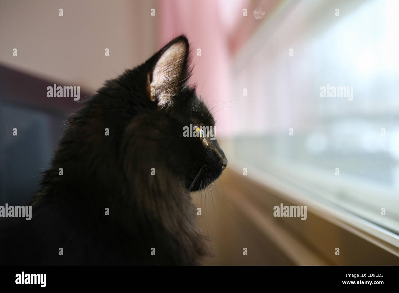Cat through a window hi-res stock photography and images - Alamy