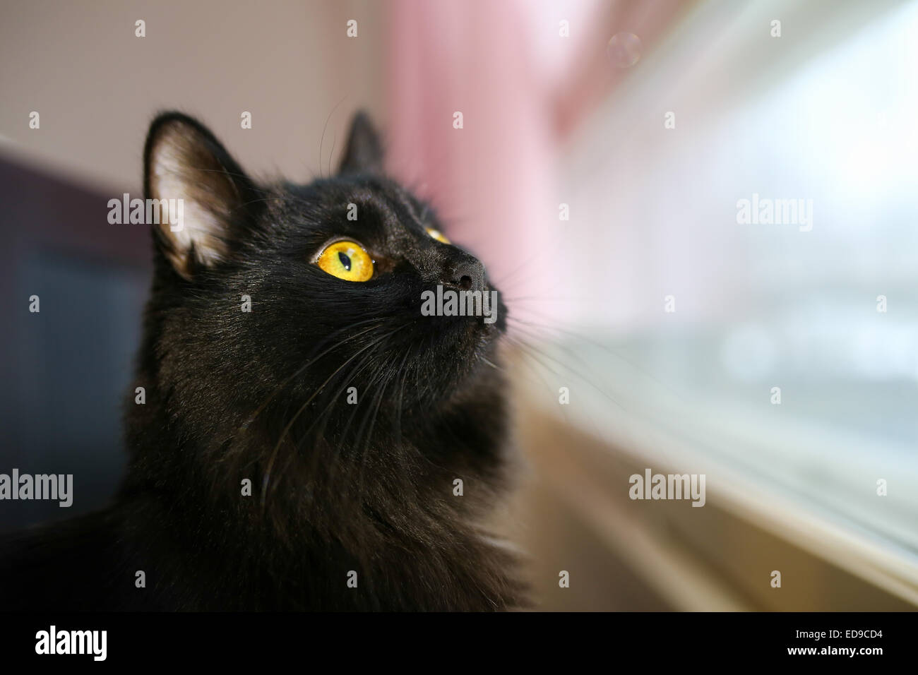 Cat watching through window hi-res stock photography and images - Alamy