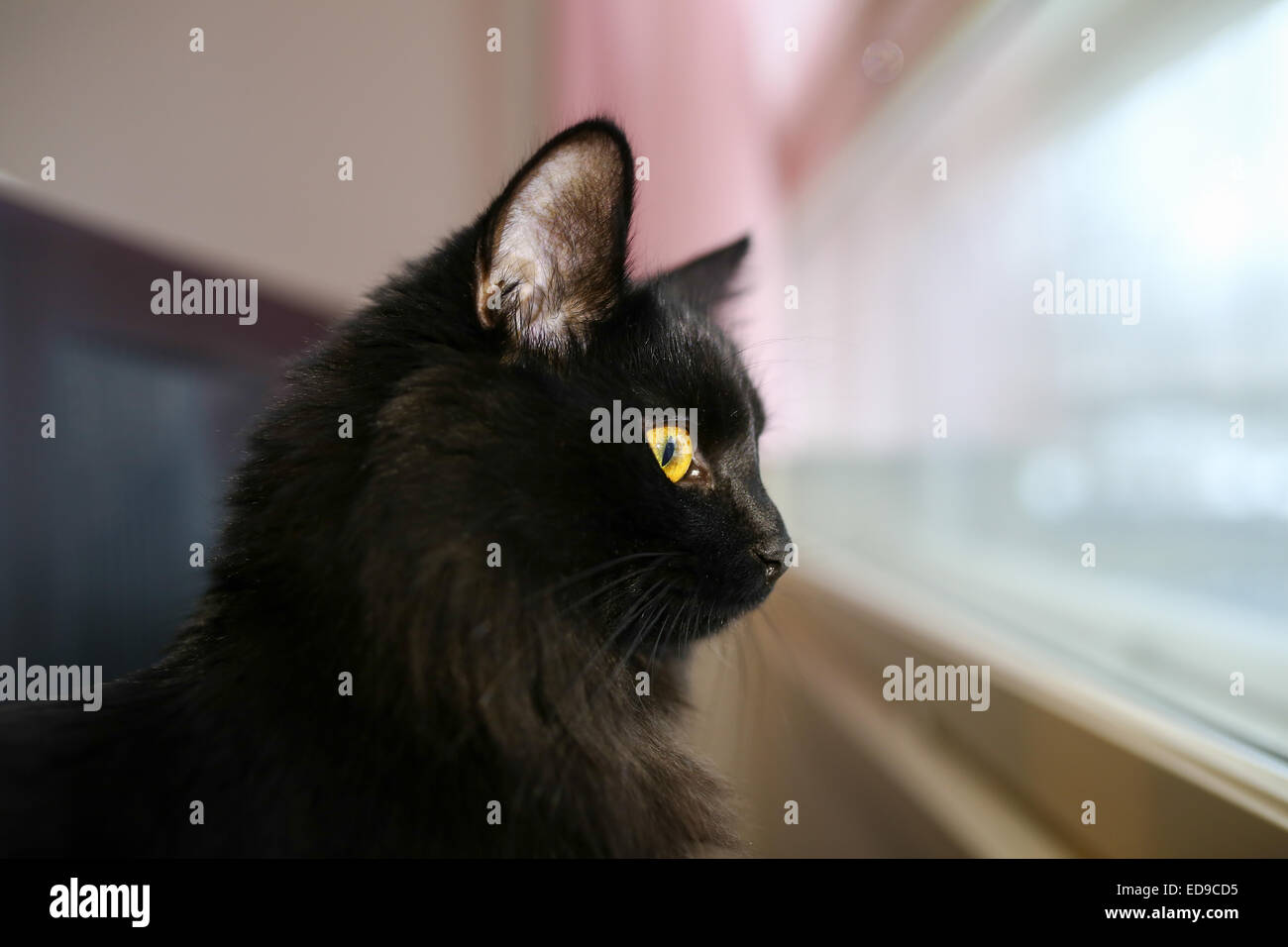 Black cat watching outside through a window Stock Photo - Alamy