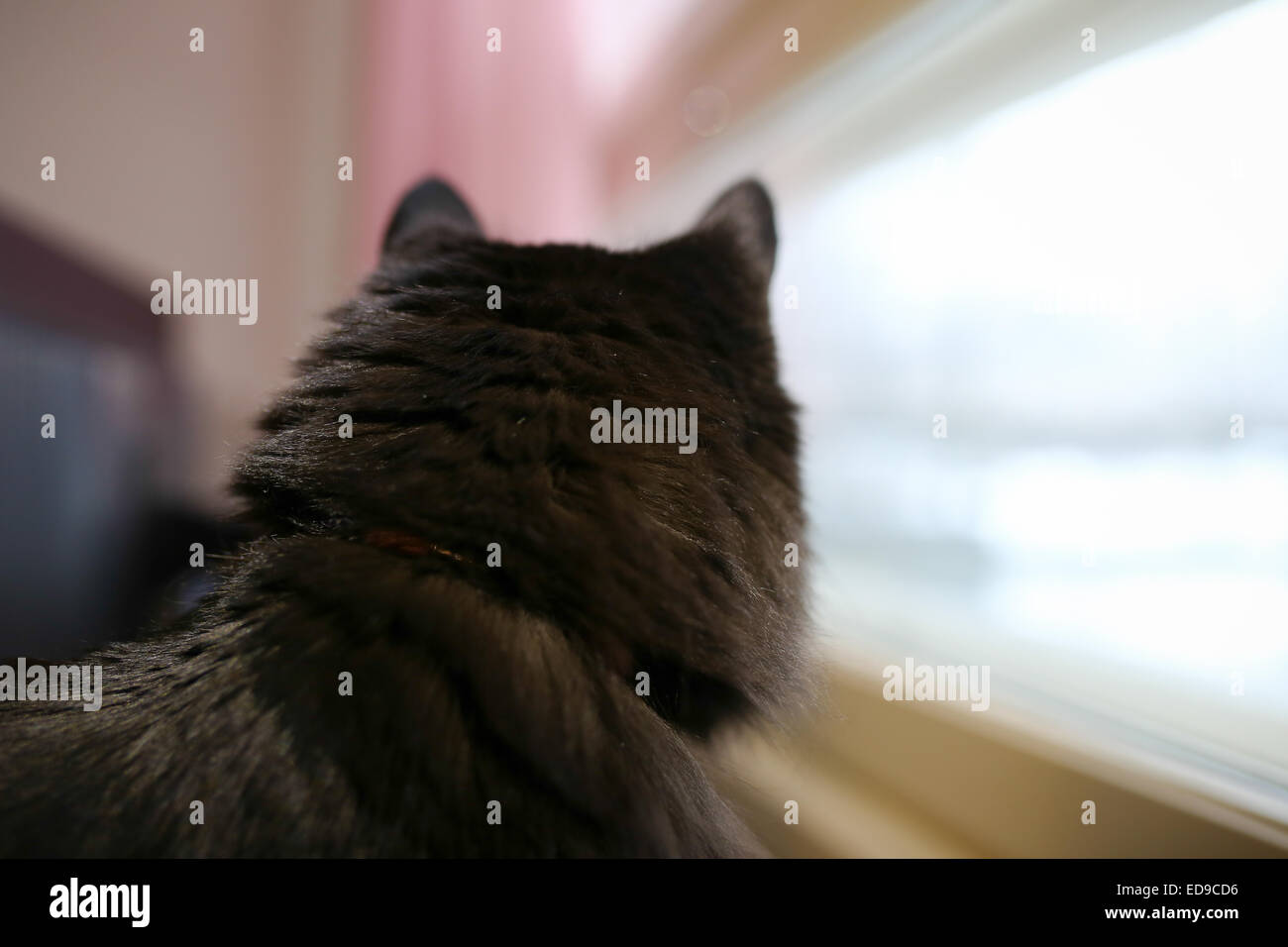 Black cat watching outside through a window Stock Photo - Alamy