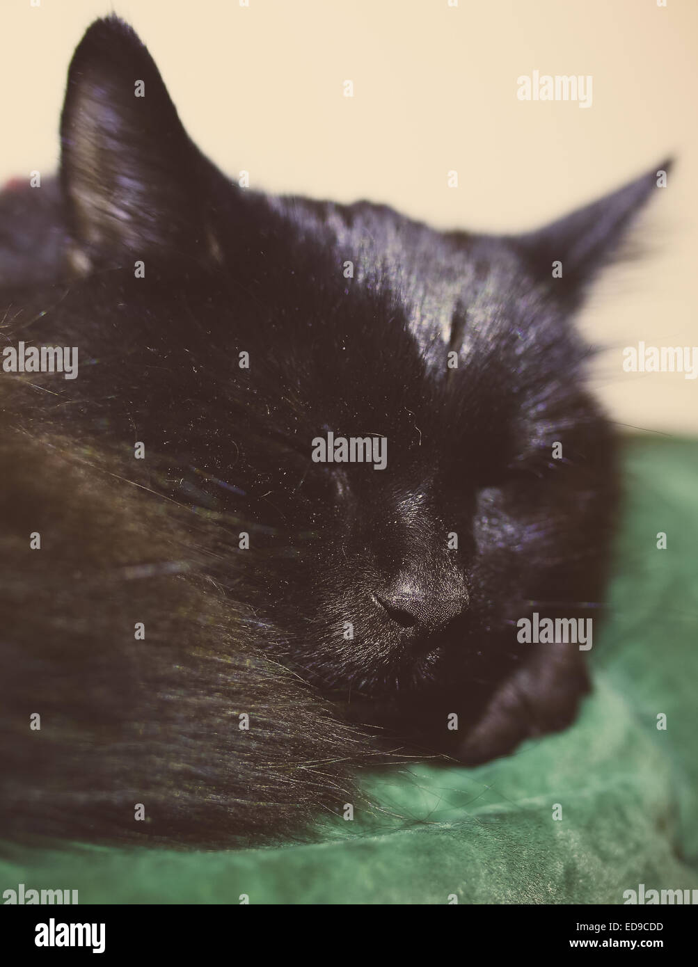 Black cat sleeping peacefully on a couch Stock Photo - Alamy
