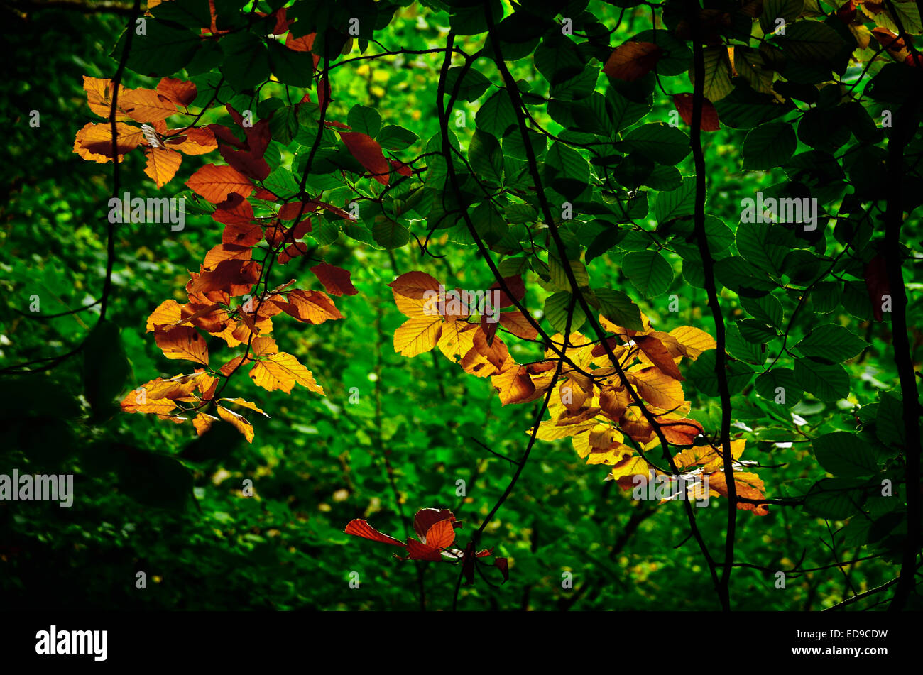 Jungle irati hi-res stock photography and images - Alamy