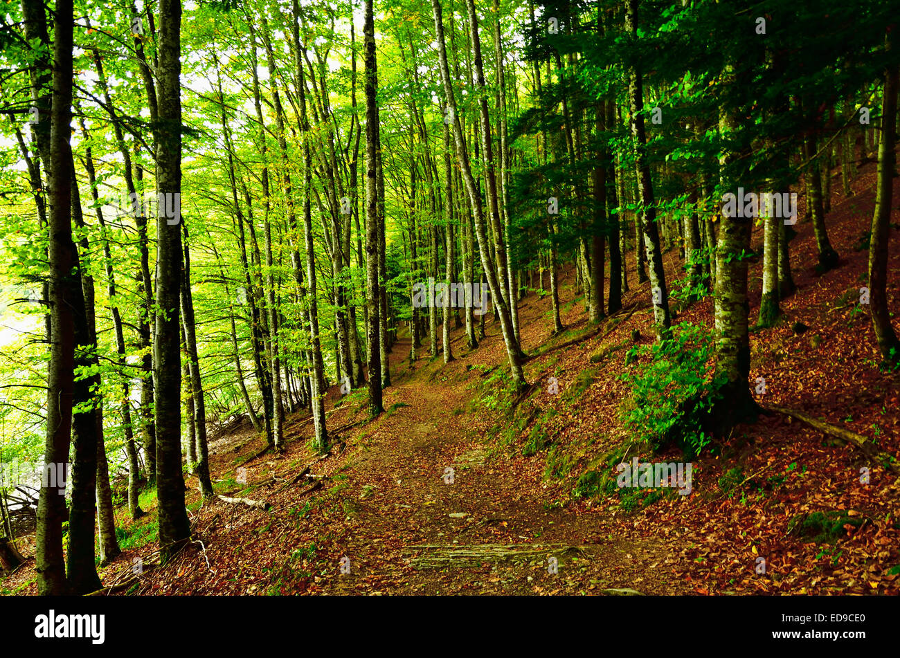 Forest Irati, Navarra Stock Photo - Alamy