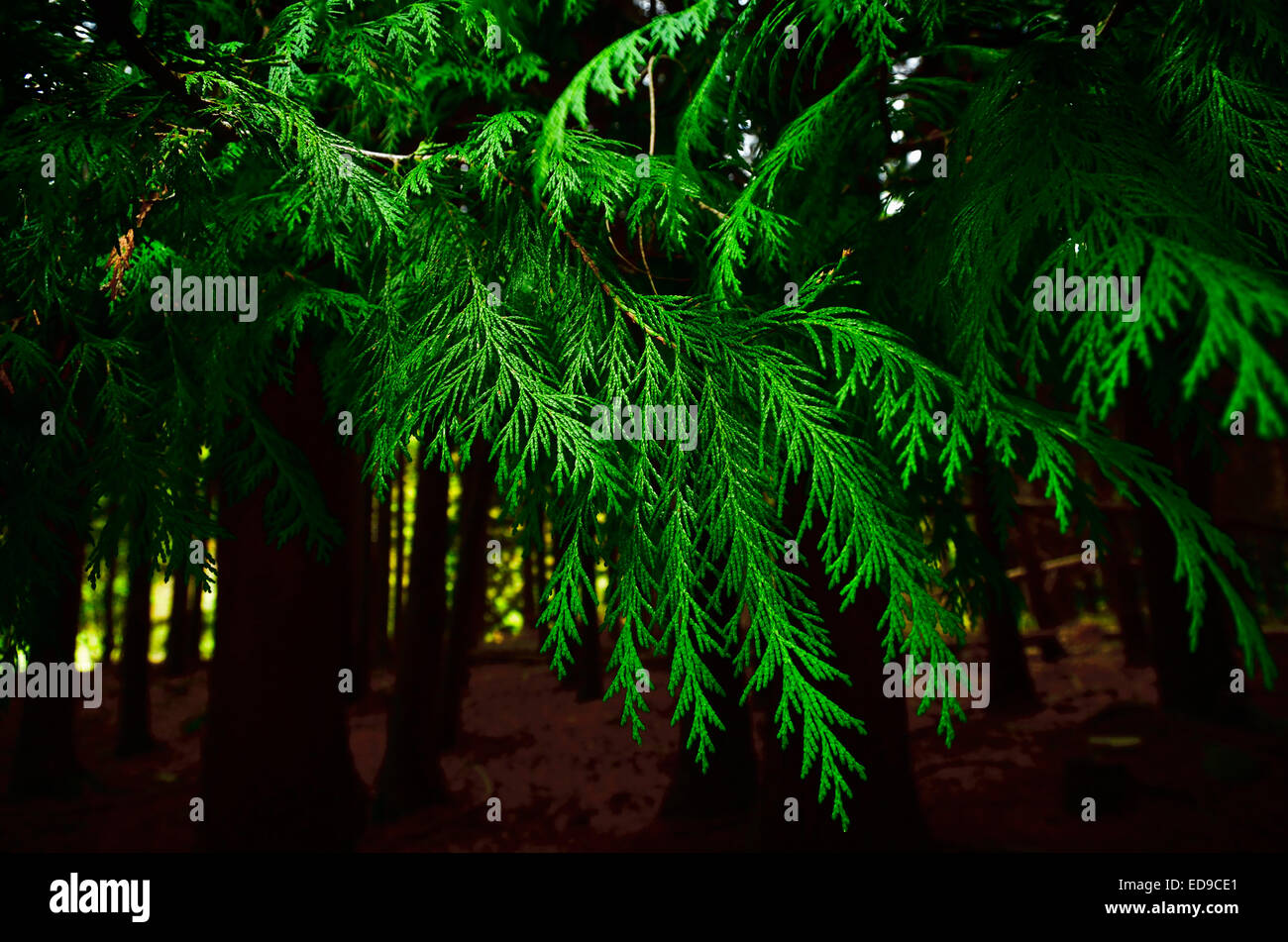 Forest Irati, Navarra Stock Photo - Alamy