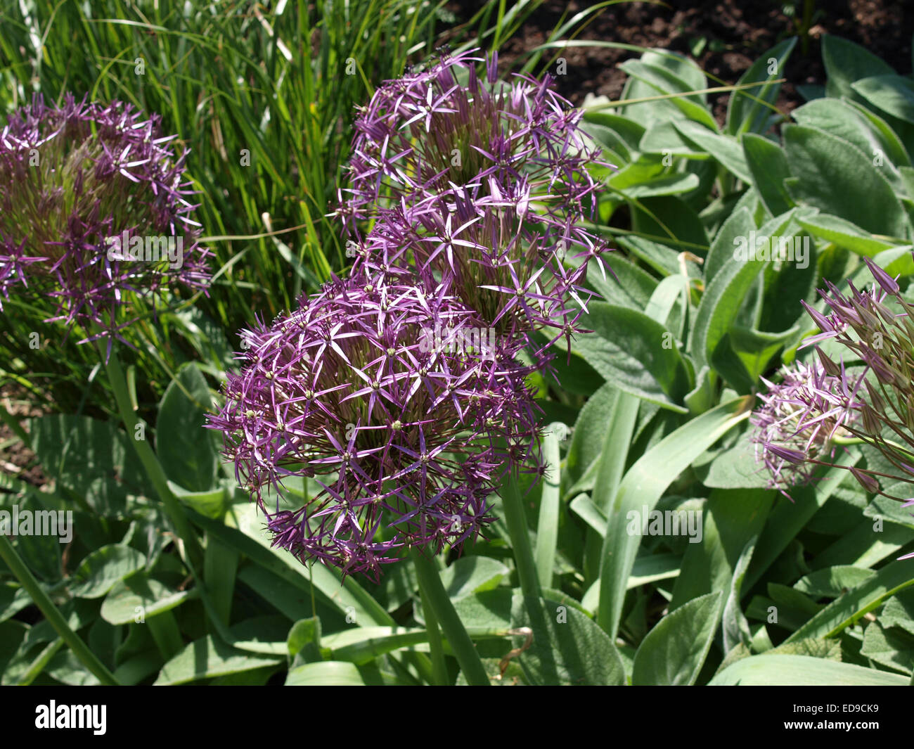 Blue globe onion hi-res stock photography and images - Alamy