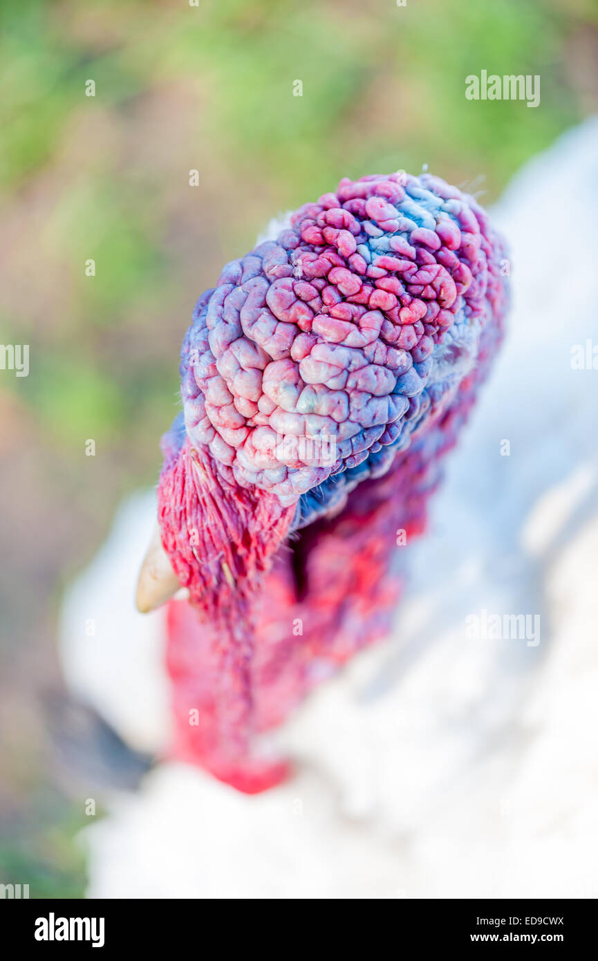 Close-up of a turkey's head, beak and snood seen from above Stock Photo ...