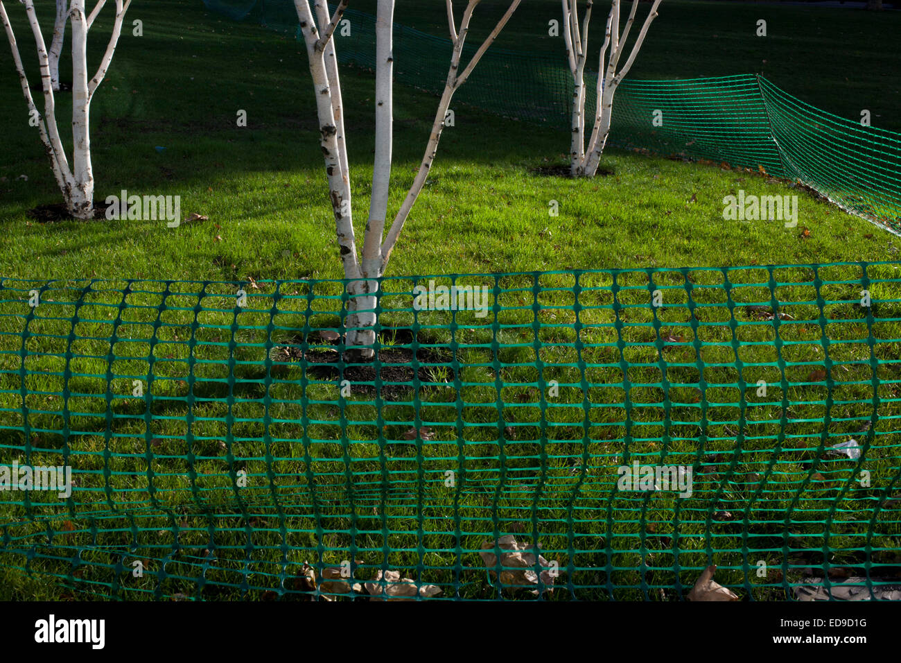 Saplings Fence High Resolution Stock Photography and Images - Alamy