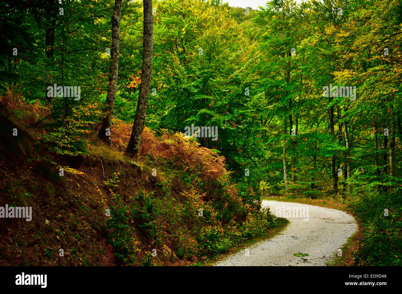 Forest Irati, Navarra Stock Photo - Alamy