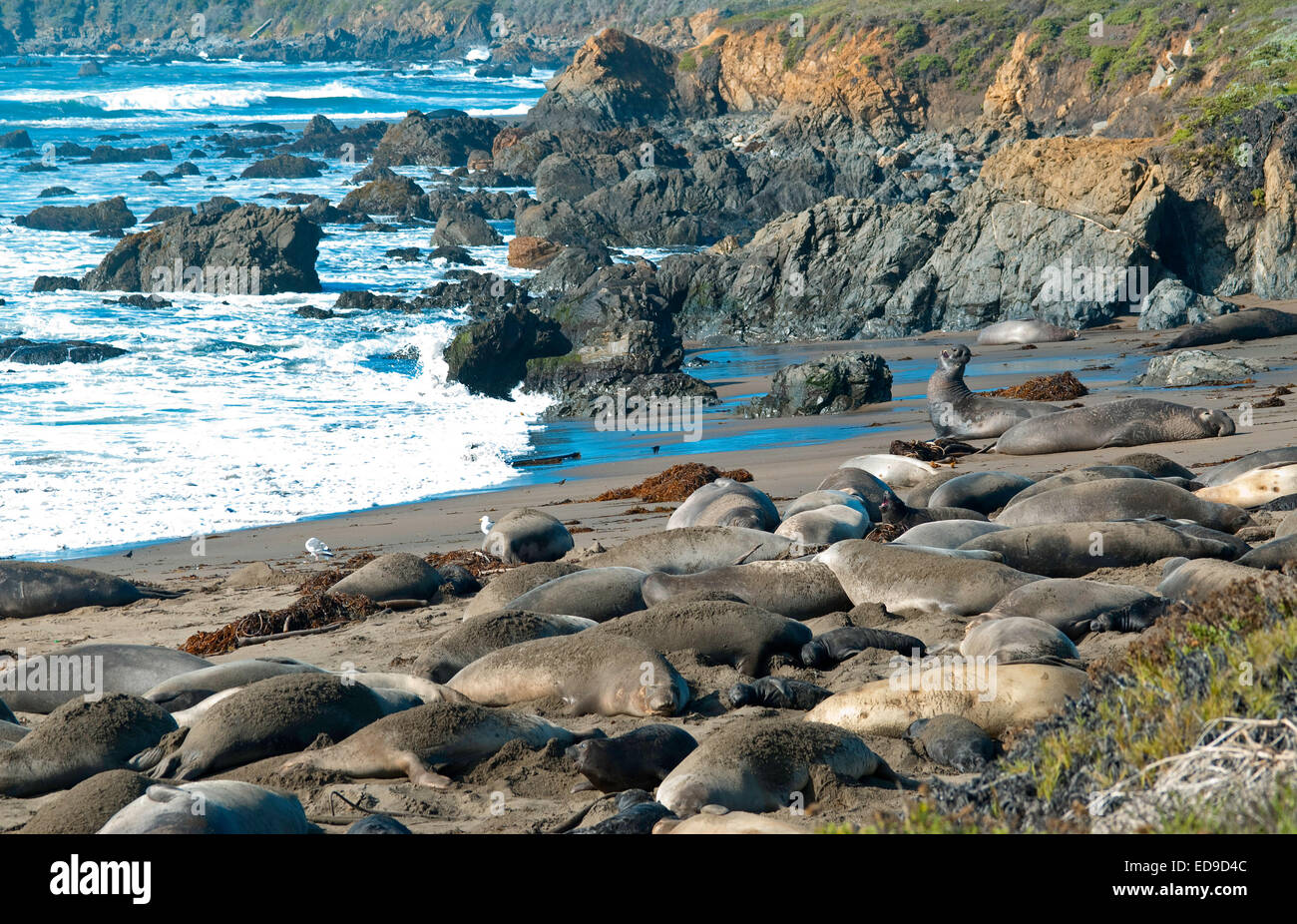 Elephant Seals at Piedras Blancas Rookery Stock Photo - Alamy