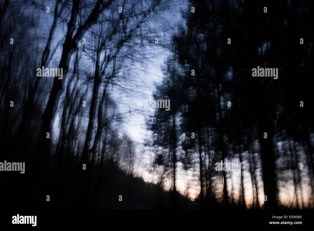Blurred movement and winter afternoon trees in north Somerset forest ...