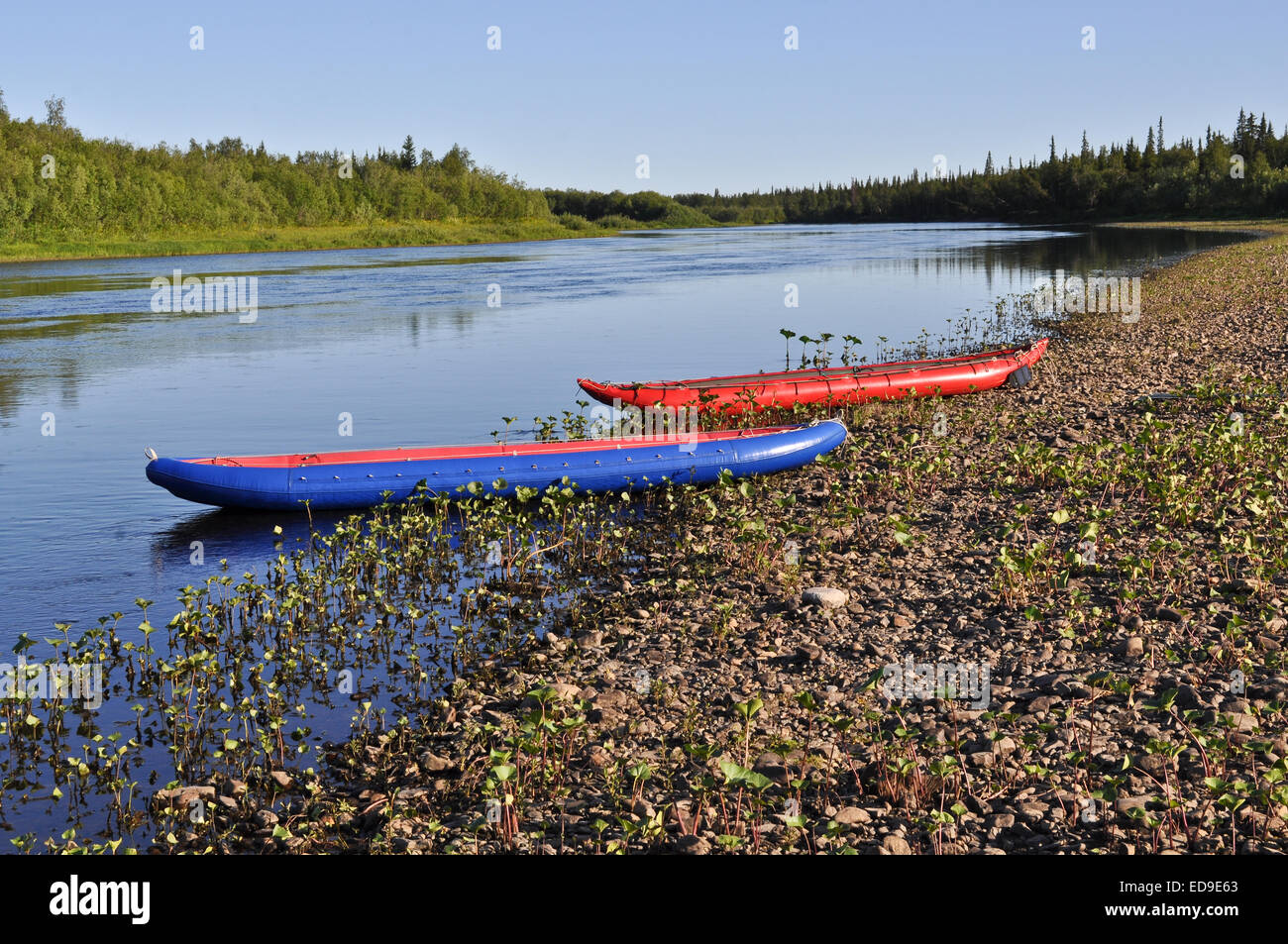 Taiga river Paga, Russia, the Polar Urals. Inflatable kayaks on the ...