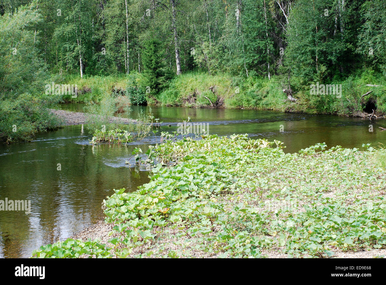 River in the forests of the Komi Republic. Vegetation in the riverbed ...