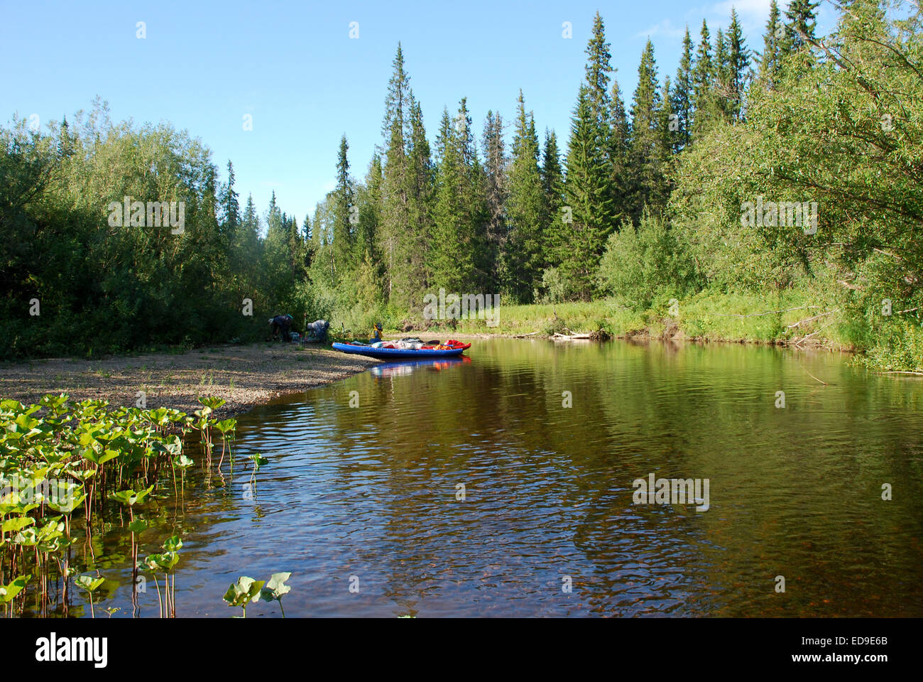 River in the forests of the Komi Republic. Vegetation in the riverbed ...