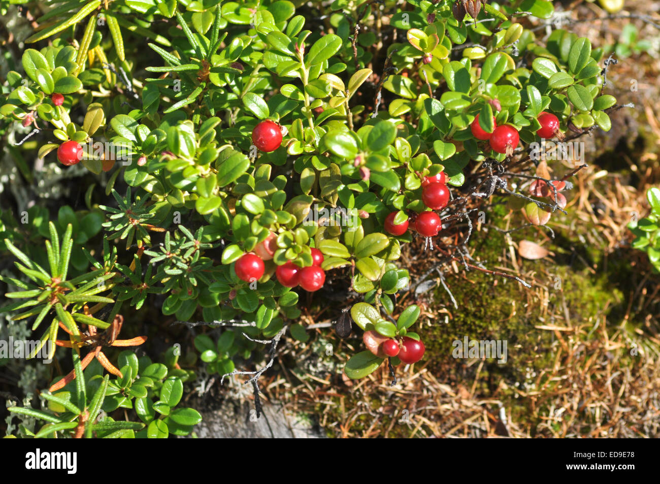 Russia, Yakutia. Red berries of cranberries amid the green of the ...