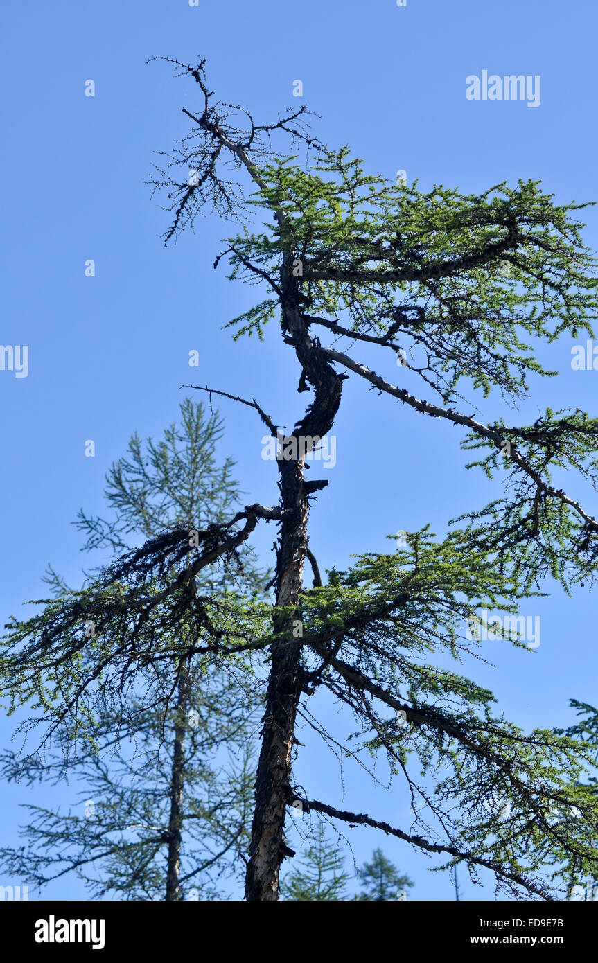 Russia, Yakutia. Green peak of larch on the background of blue sky ...