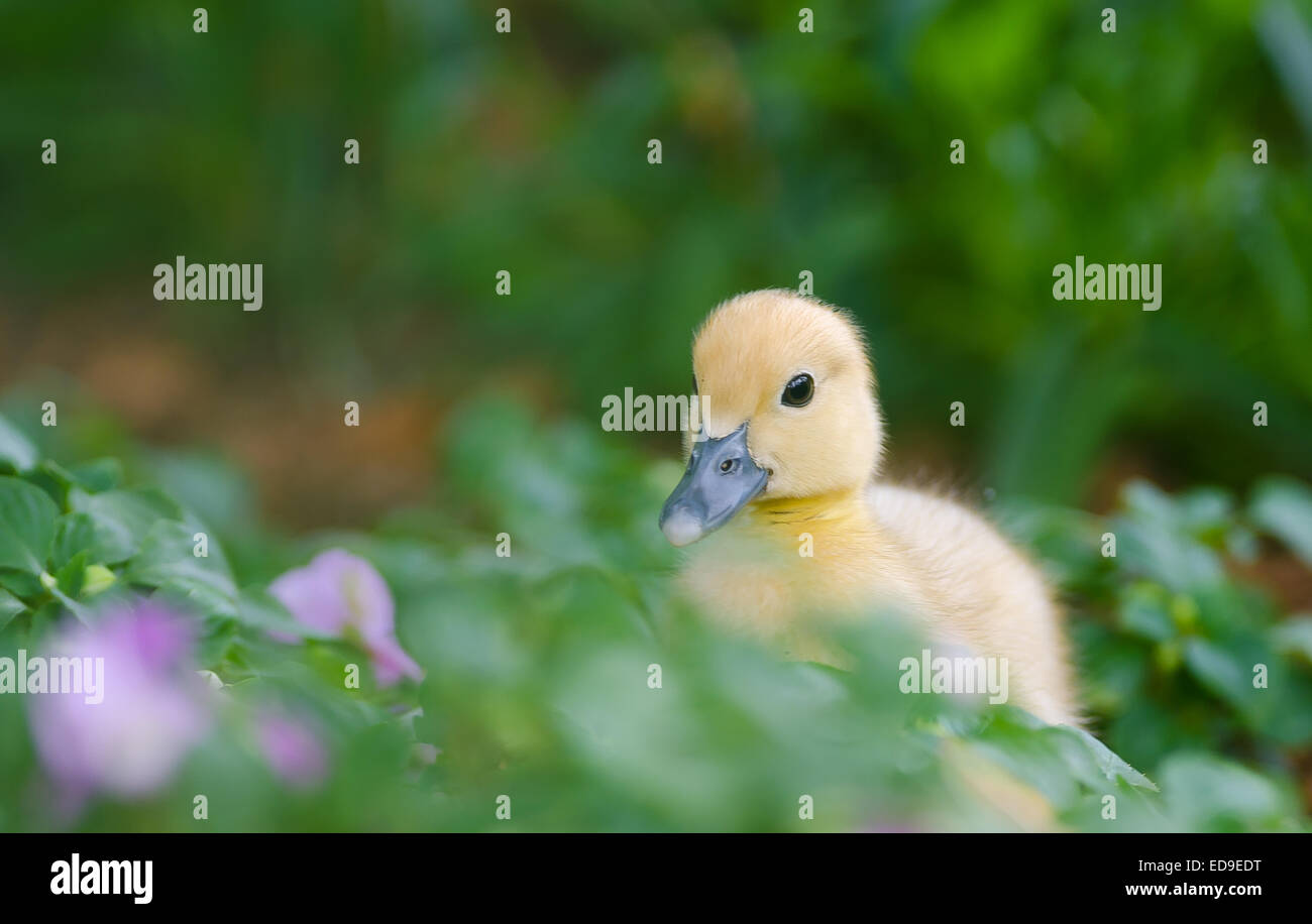 A young Muskovy Duck (Cairina moschata) taken in a park setting in ...