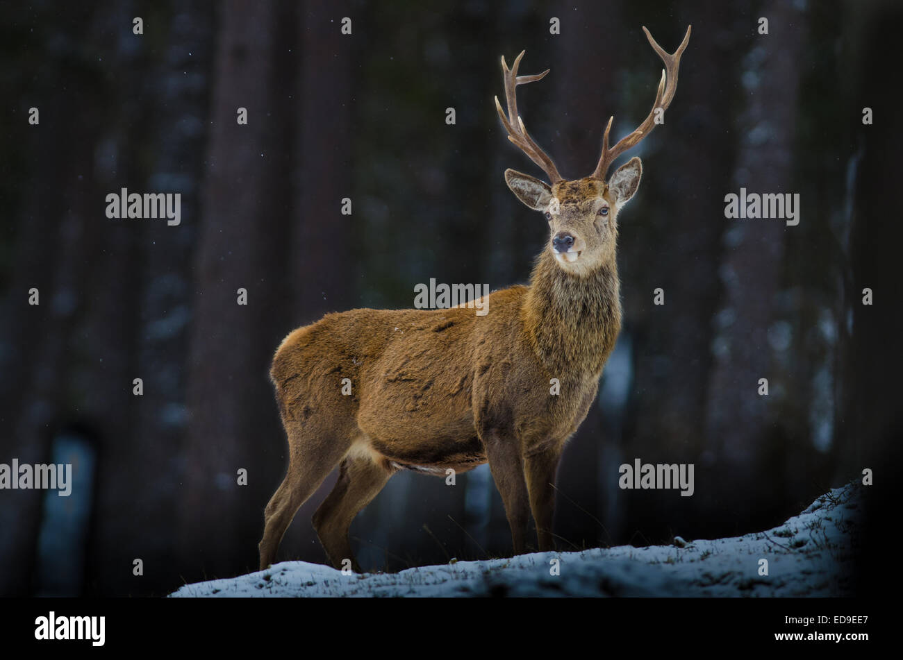 The red deer (Cervus elaphus) is one of the largest deer species. The ...