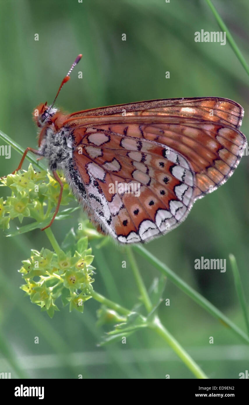 Marsh fritillary, Euphydryas aurinia Stock Photo - Alamy