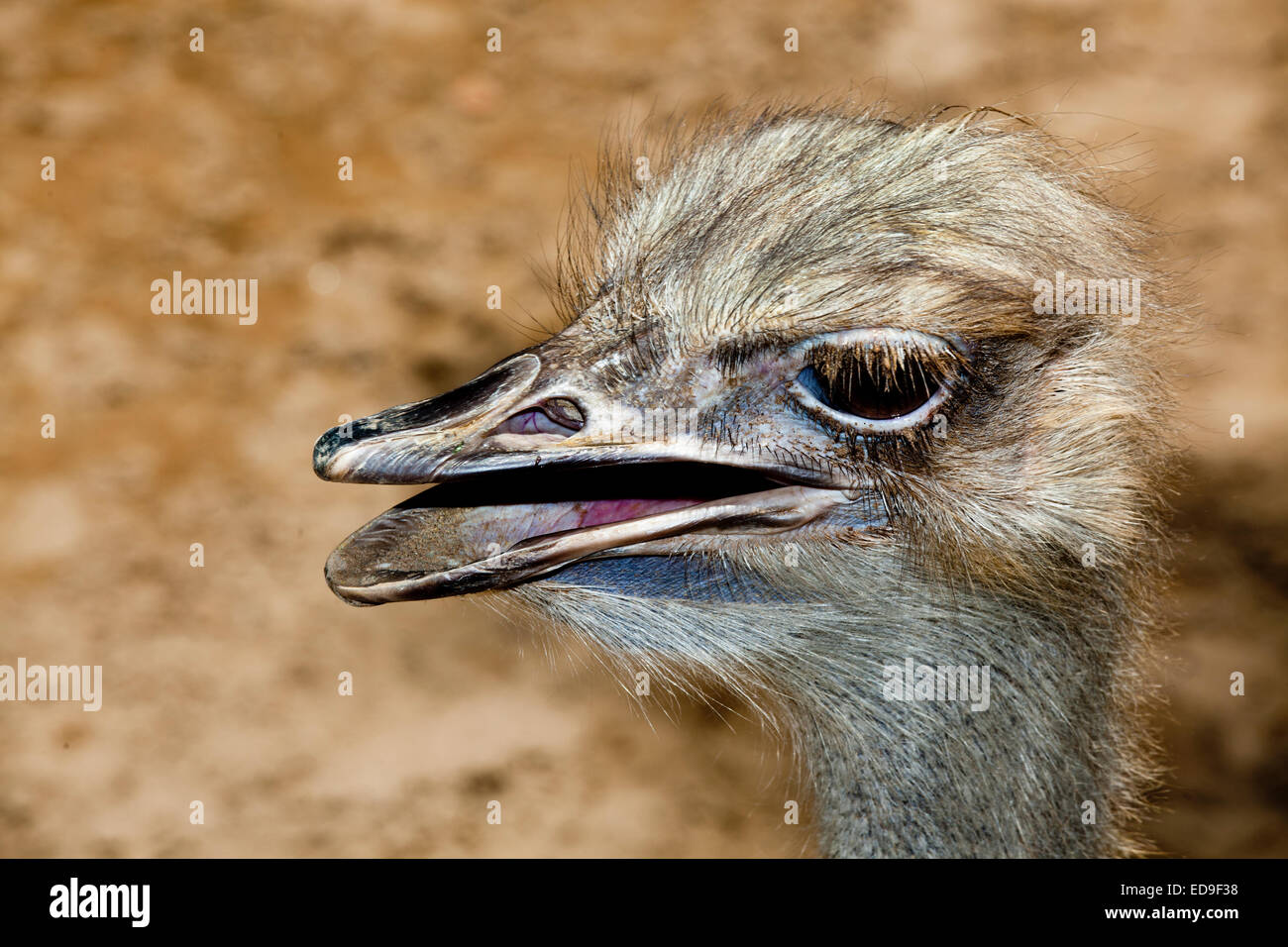 Ostrich portrait hi-res stock photography and images - Alamy