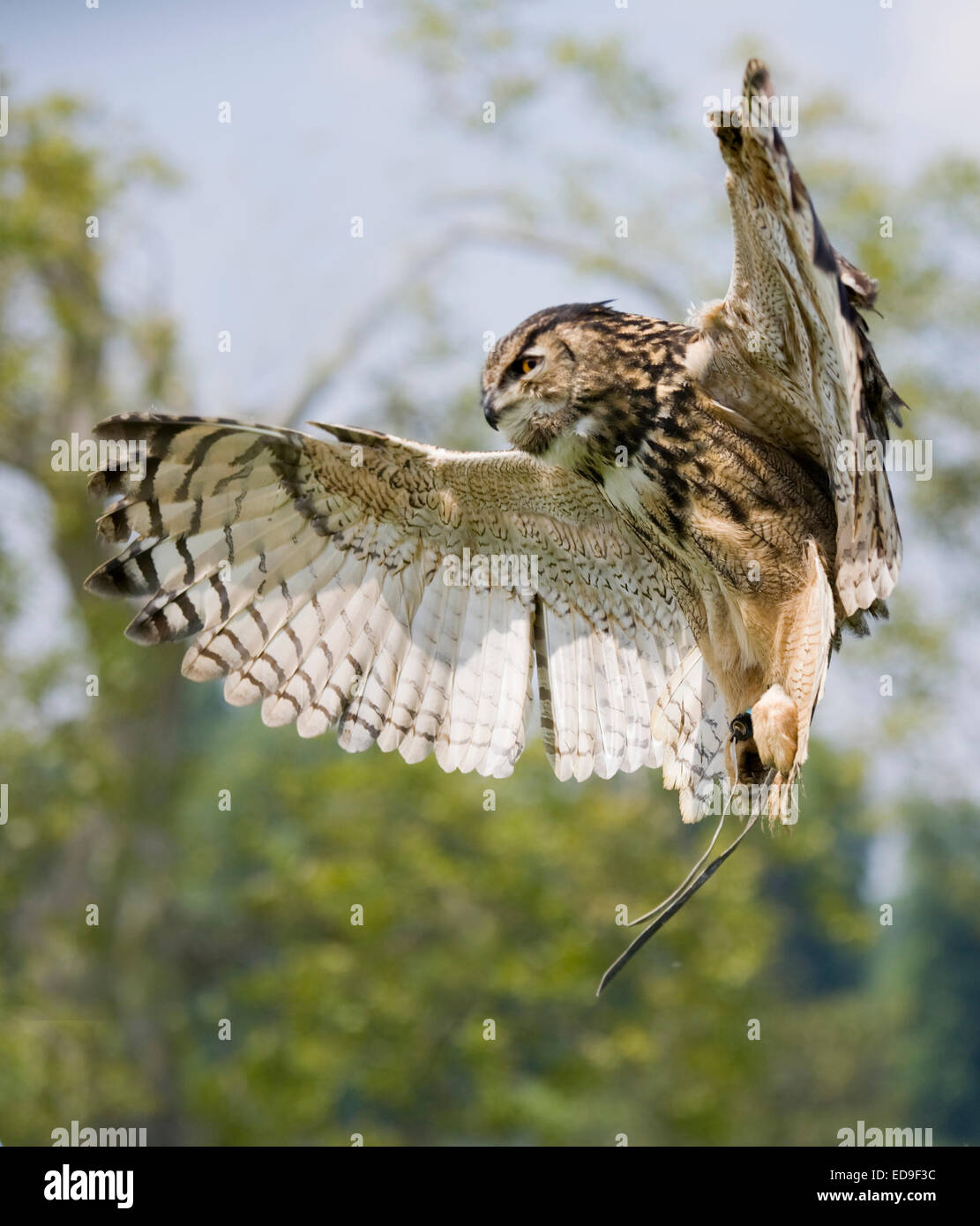 Owl in flight glide hi-res stock photography and images - Alamy