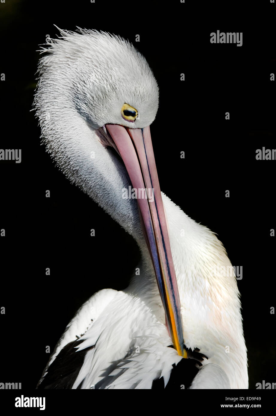 Black sea pelican hi-res stock photography and images - Alamy
