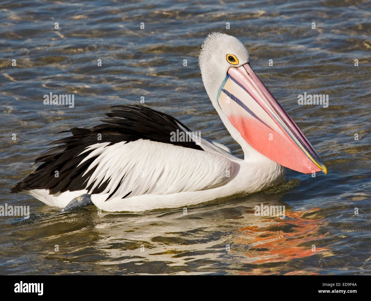 australian pelican very large bird Stock Photo - Alamy