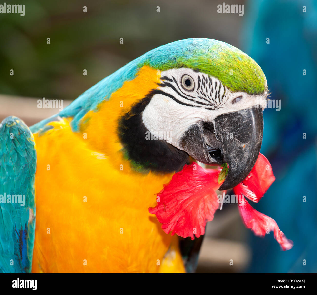 Macaw flower hi-res stock photography and images - Alamy