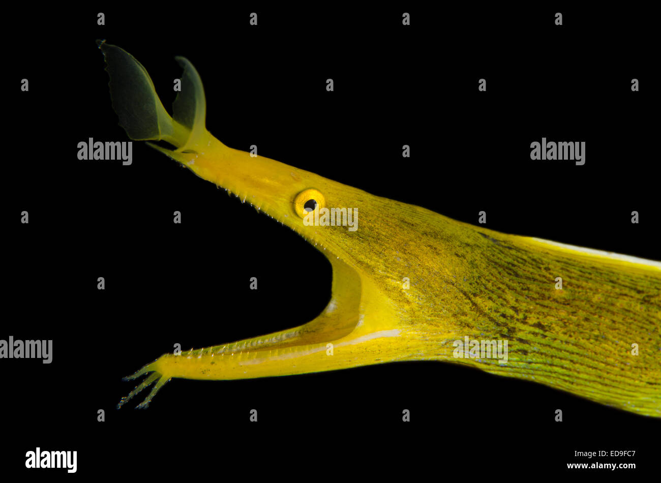 Female ribbon eel hi-res stock photography and images - Alamy
