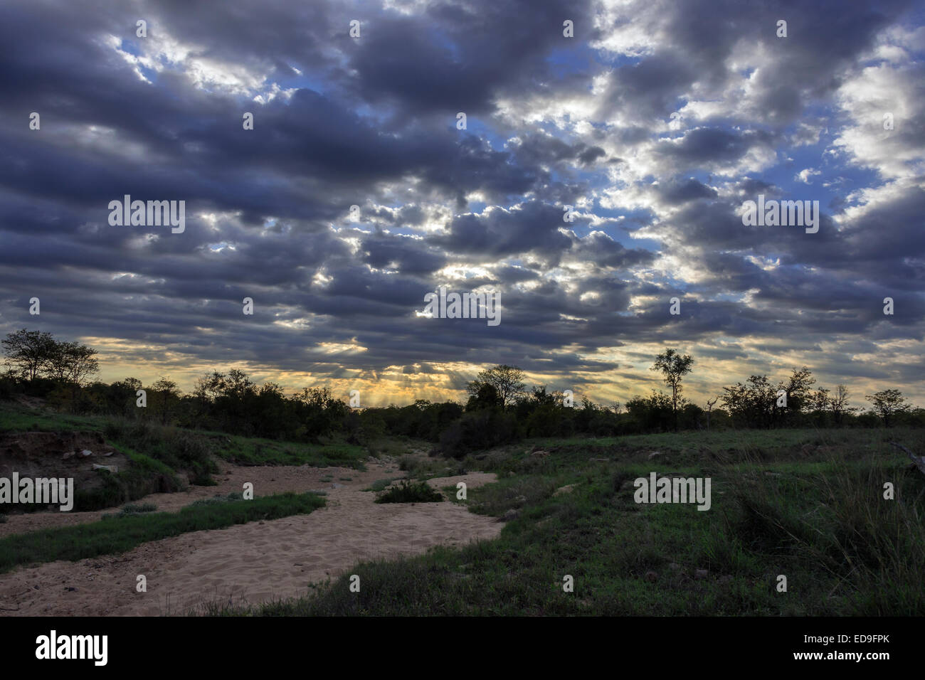 Ngala game reserve hi-res stock photography and images - Alamy
