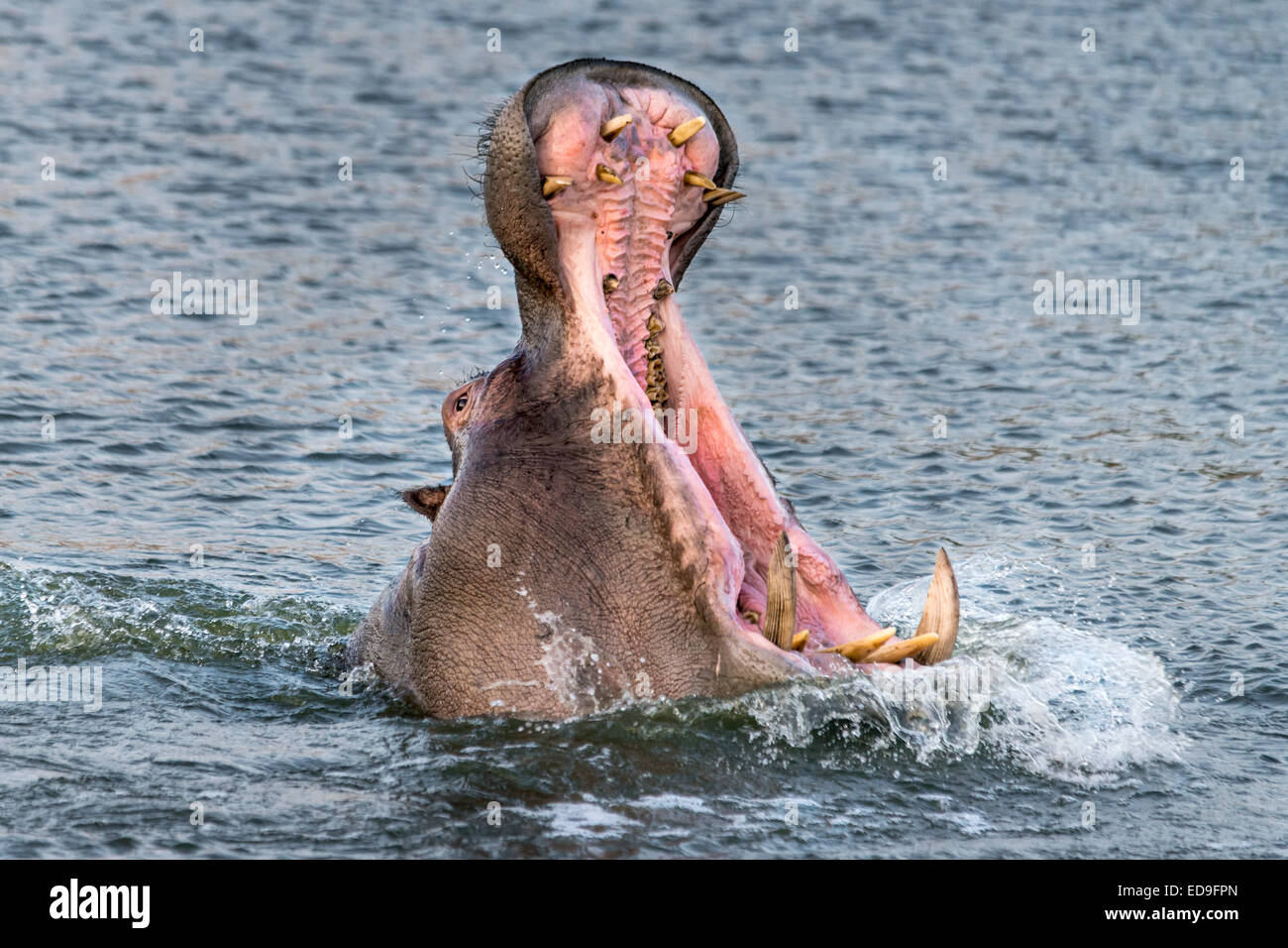 Hippo threat display hi-res stock photography and images - Alamy