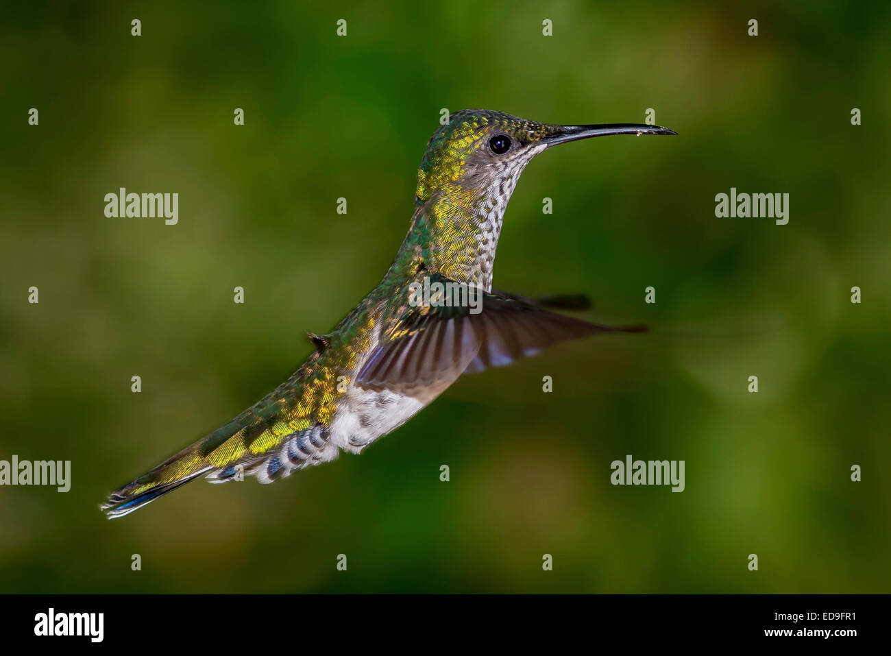 A hummingbird in flight Stock Photo - Alamy