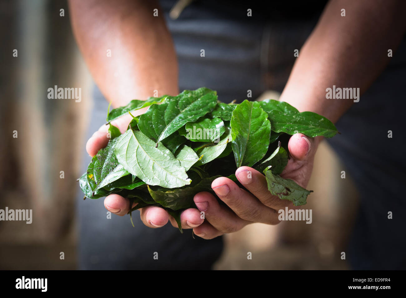 Person holding pile of leaves in cupped hands Stock Photo - Alamy