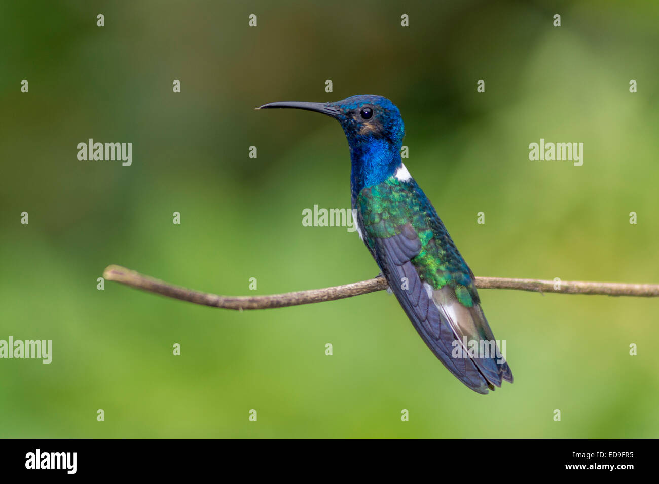 A hummingbird resting Stock Photo - Alamy