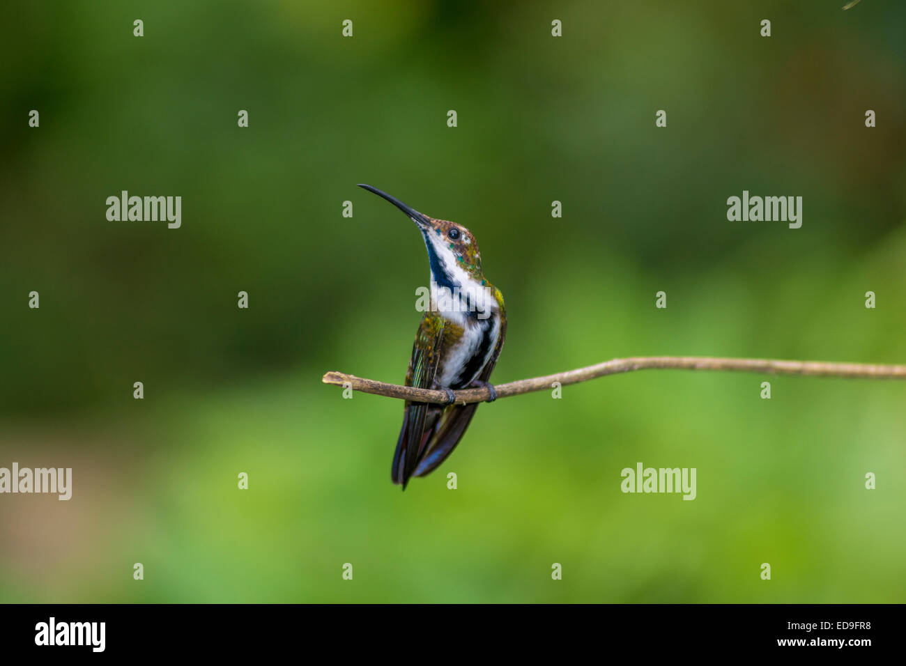 A hummingbird resting Stock Photo - Alamy