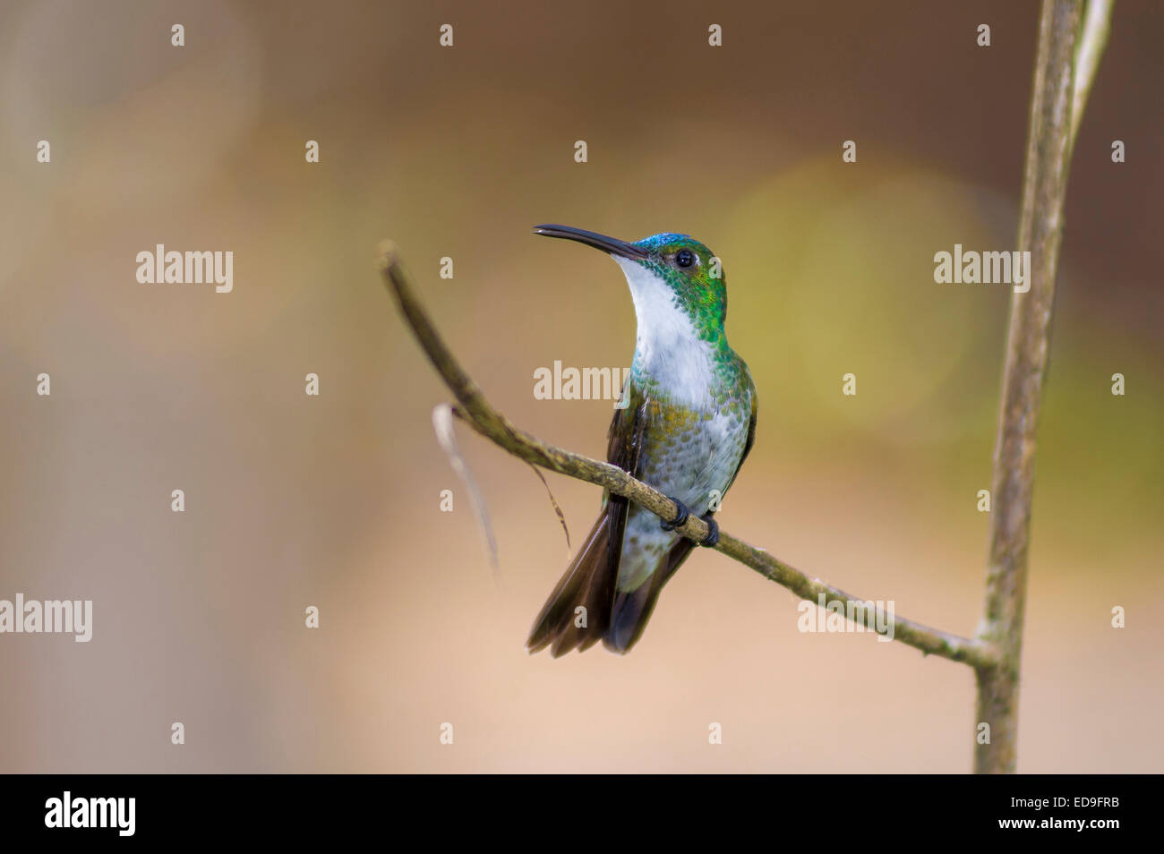 A hummingbird resting Stock Photo - Alamy