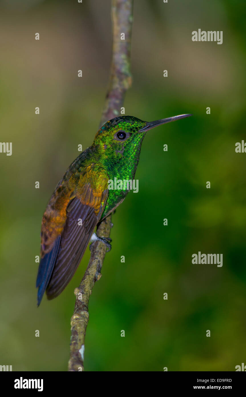 A hummingbird resting Stock Photo - Alamy