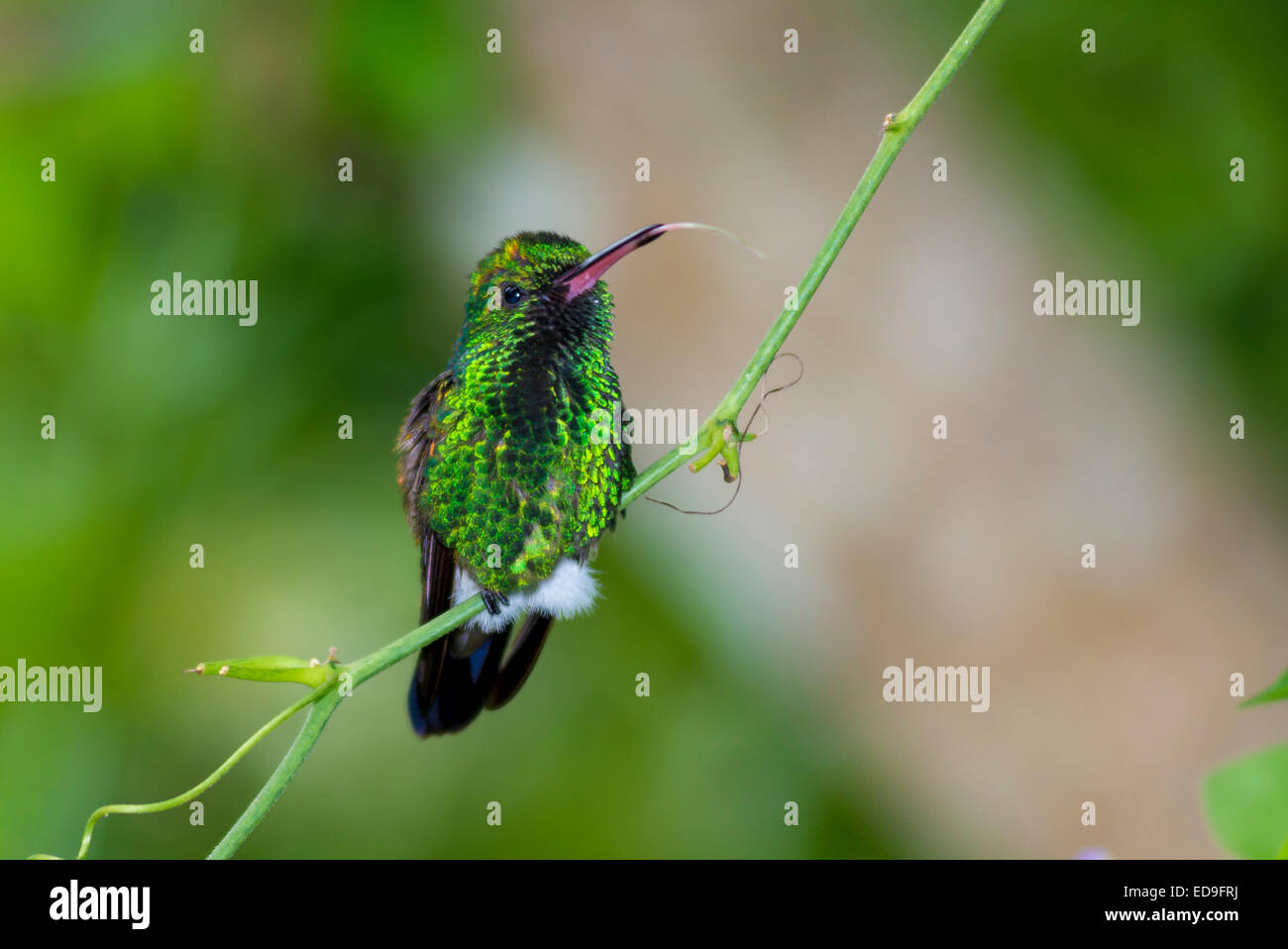 A hummingbird resting Stock Photo - Alamy