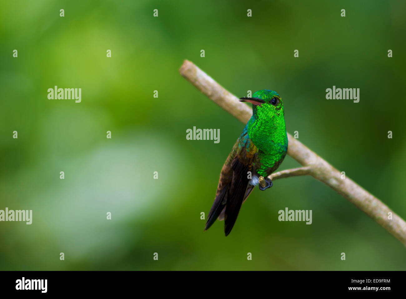 A hummingbird resting Stock Photo - Alamy