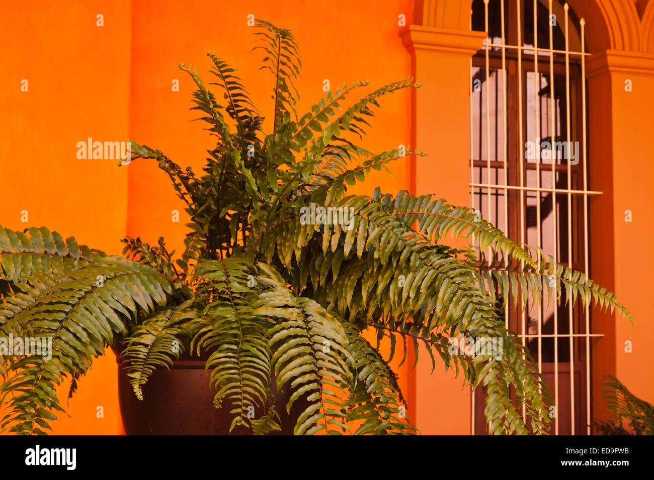 Potted ferns hi-res stock photography and images - Alamy