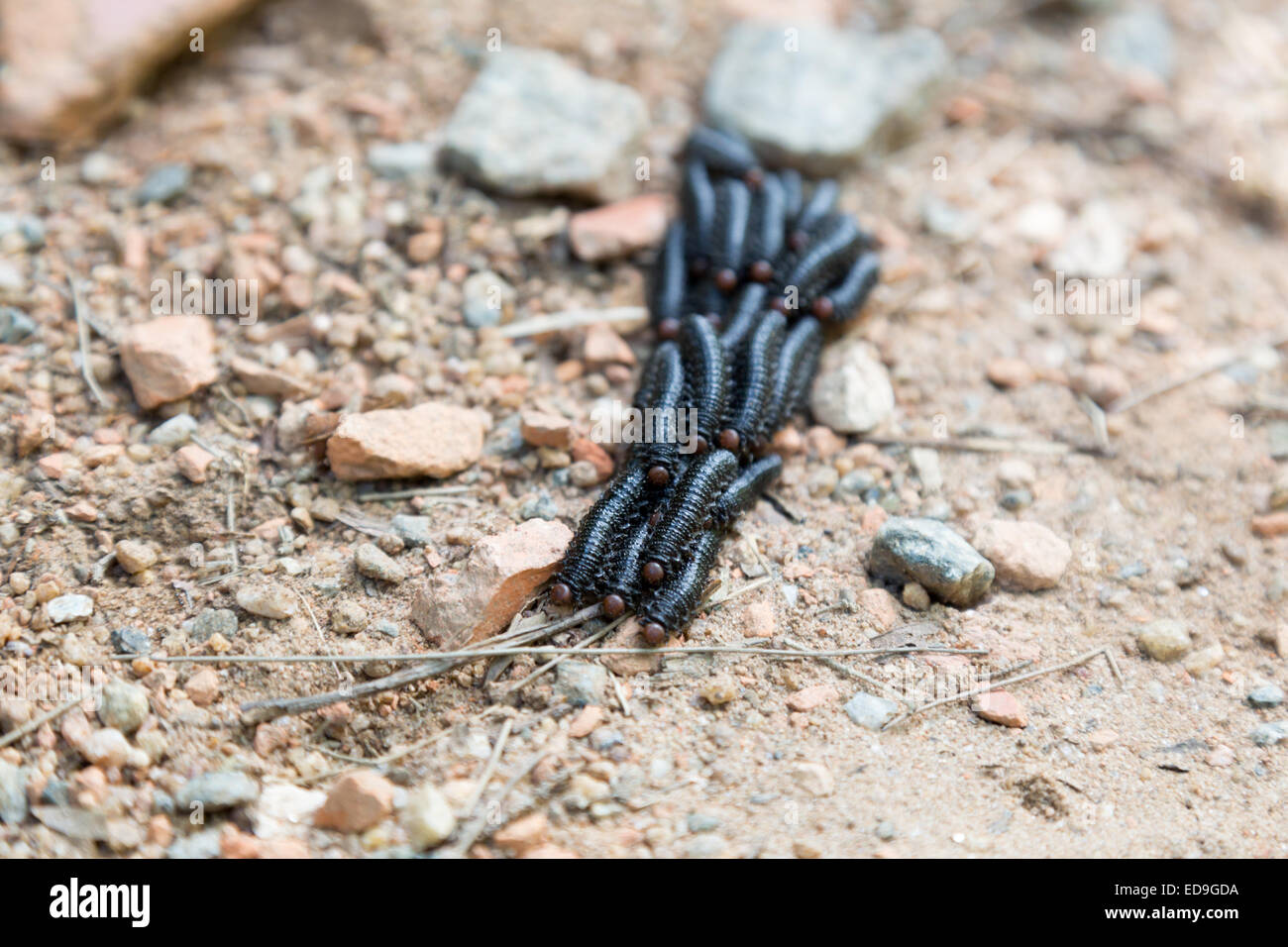Pergidae hi-res stock photography and images - Alamy