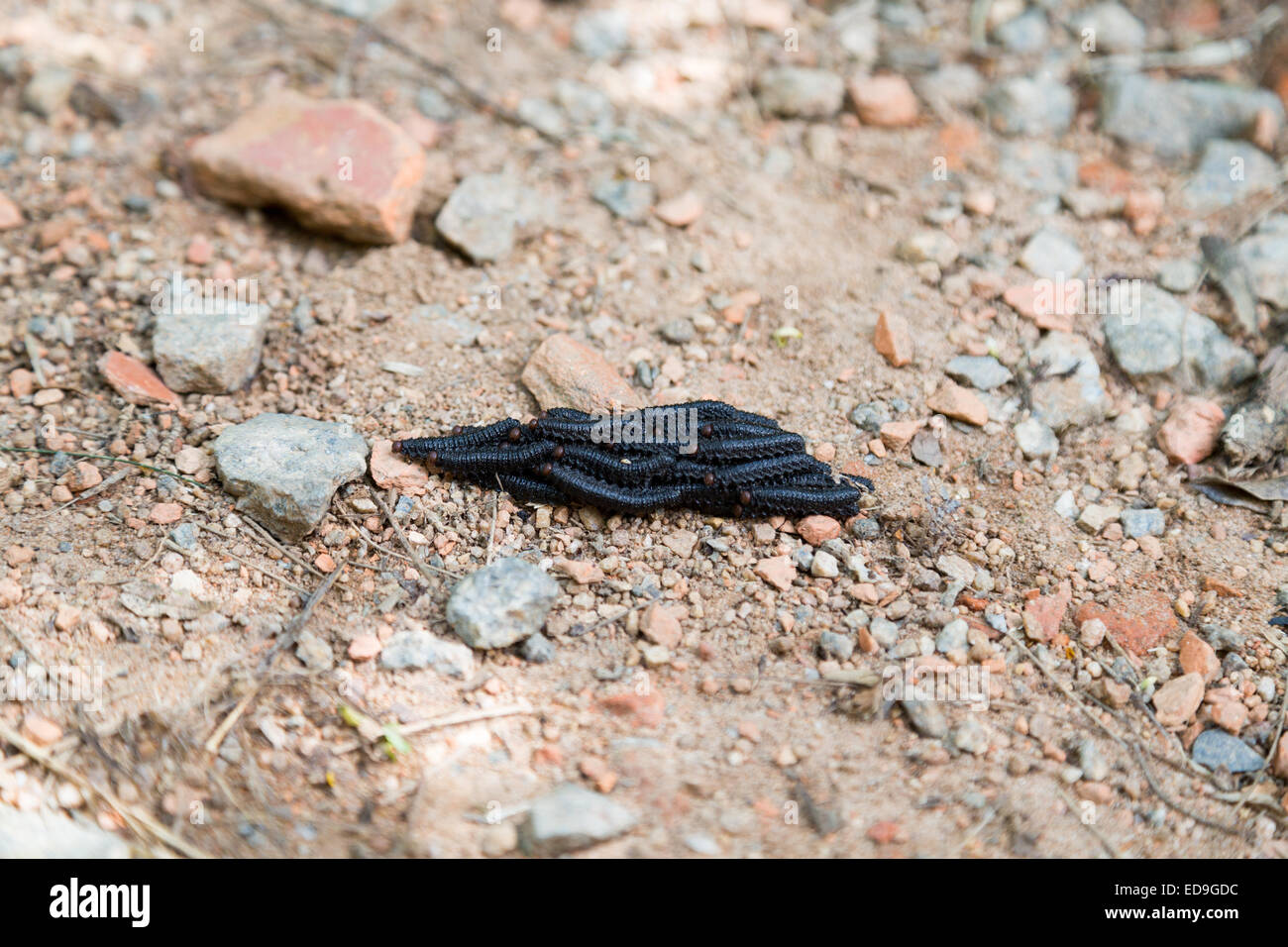 Aggregation of insects hi-res stock photography and images - Alamy